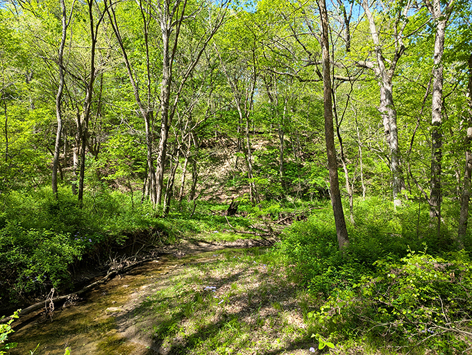 The forest stream plays hide and seek between sunbeams and shadows, winning every round against your camera's auto-focus.