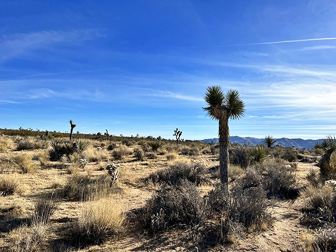 Social distancing, desert style. When the nearest neighbor is a Joshua tree and your backyard stretches to the mountain range, you've found perfect isolation.