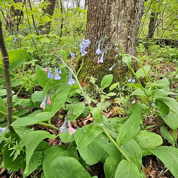 Spring's delicate bluebells transform the forest floor into nature's own impressionist painting. Monet would've set up his easel right here.