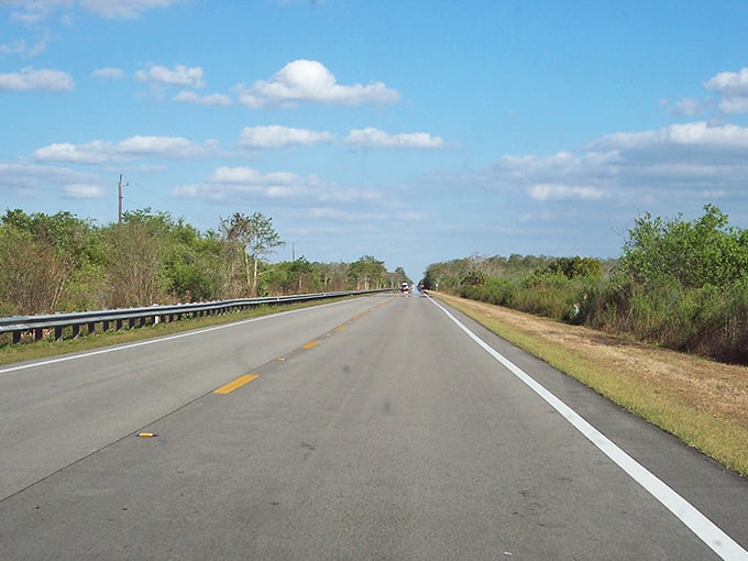 The Tamiami Trail cuts through Florida's wild heart, where alligators might be your most attentive roadside audience.
