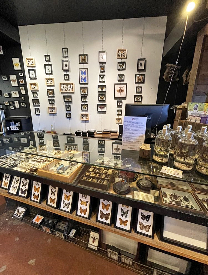 Butterflies and beetles, preserved in all their iridescent glory. Each frame contains a tiny masterpiece of natural art that evolution took millions of years to perfect.