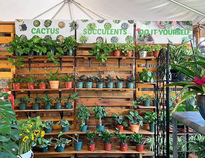 Plant parents, rejoice! This succulent sanctuary offers enough greenery to transform your home into a miniature botanical garden.