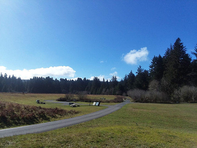 Open meadows provide breathing room among the dense forests. Even trees need personal space in California's real estate market.