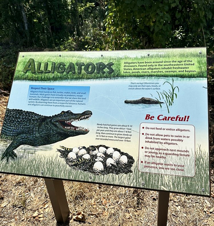 Florida's version of a wildlife safety briefing: "Alligators have been around since dinosaurs, so maybe give them some personal space."