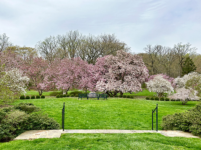 Cherry blossoms create a pink paradise that makes spring feel like nature's personal apology for winter.