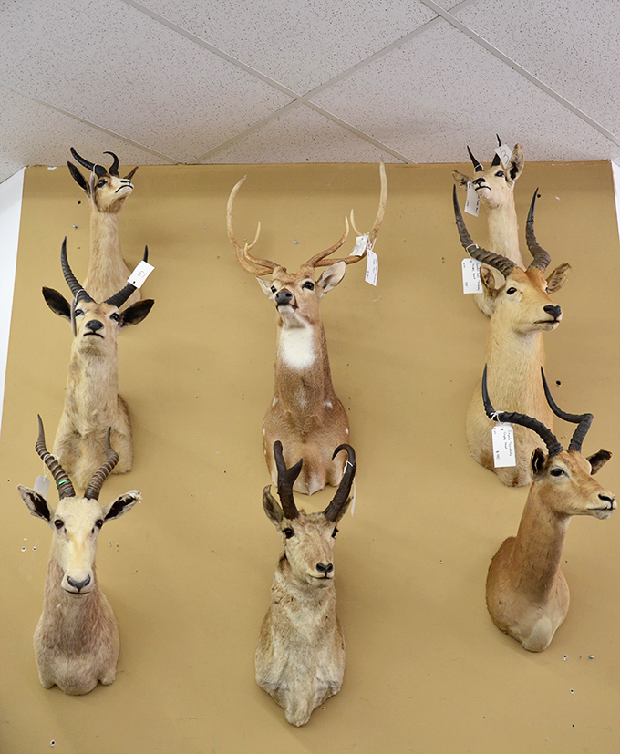 The taxidermy wall might be the most surprising find &ndash; a veritable safari of mounted deer heads. Someone's hunting lodge decor becomes another's conversation piece.
