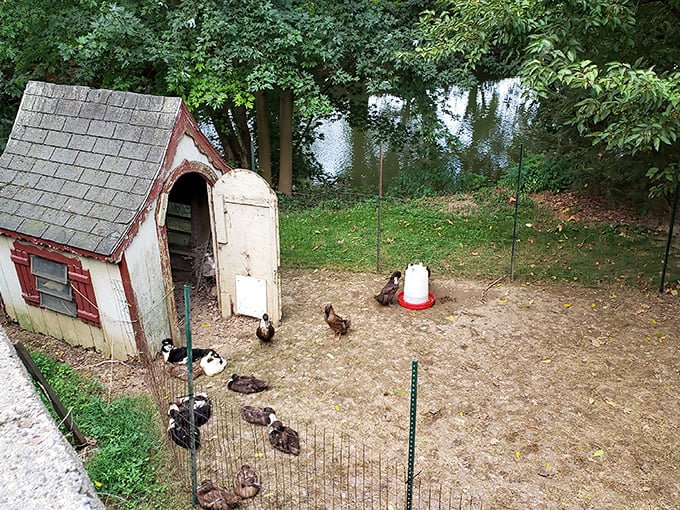 Country charm in its purest form. This duck house near the bridge offers a glimpse into the simple pleasures of rural Pennsylvania life.
