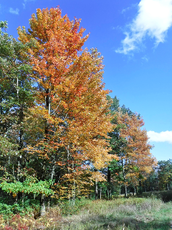 Fall fashion at its finest—trees dressed in their October best. Nature's most spectacular wardrobe change happens annually, no subscription required.
