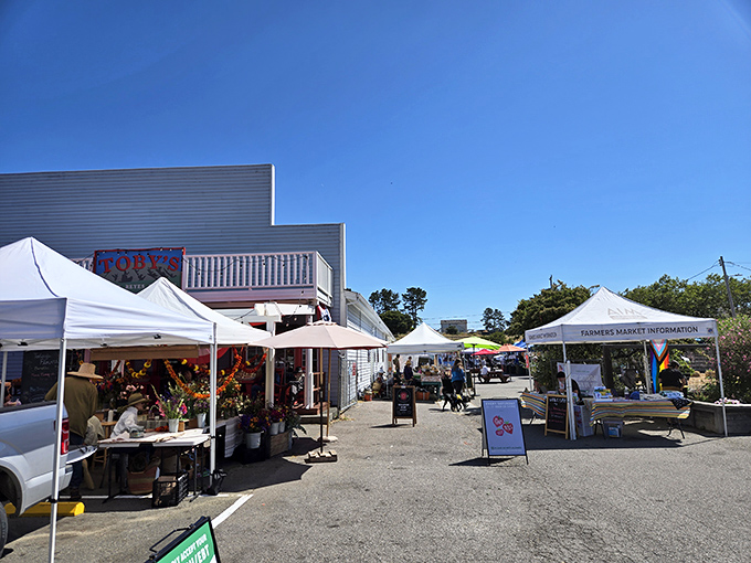 The farmers market transforms an ordinary parking lot into a bustling village square where the currency is freshness and conversation.