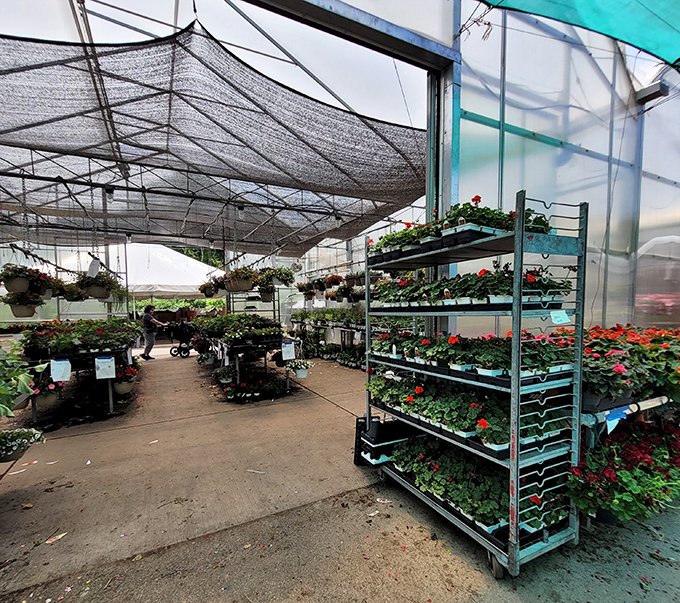 A greenhouse paradise where green thumbs and aspiring plant parents alike find affordable botanical inspiration. Spring begins here, regardless of the calendar.