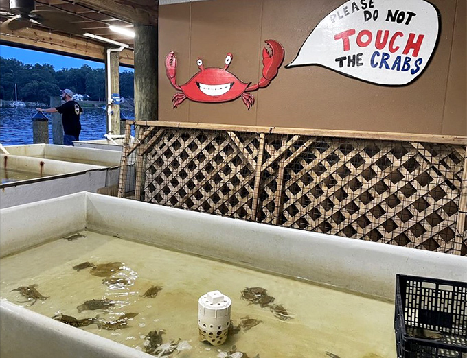 Live crabs await their destiny behind glass, as fresh as it gets in this aquatic holding area.