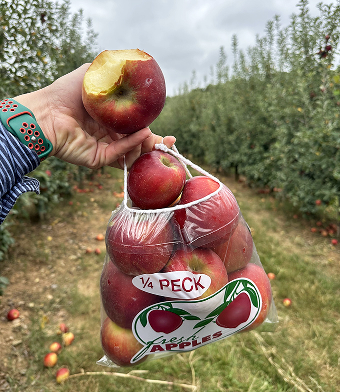 That perfect moment when orchard-fresh apples move from branch to bag, still warm from the sun and untouched by anything but Georgia mountain air.