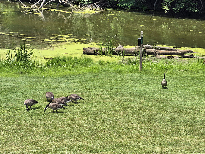 The park's unofficial welcoming committee waddles about with surprising confidence &ndash; these geese clearly know they run the place.