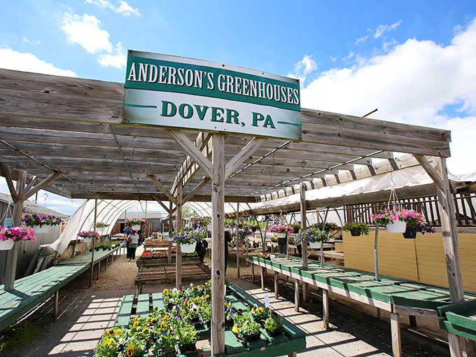 Anderson's Greenhouses brings the outdoors in with rows of vibrant plants under dappled sunlight. A gardener's paradise nestled within the marketplace experience.