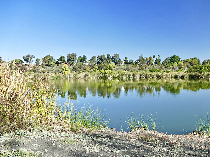 Guajome Regional Park offers tranquil wetlands just minutes from the coast. This inland treasure provides a refreshing contrast to Oceanside's beach scene.