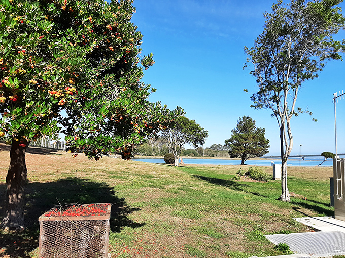 Halvorsen Park offers tranquil bay views where the redwoods meet the sea. Nature's perfect compromise between forest bathing and beach combing.