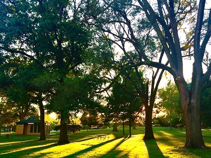 Golden hour transforms ordinary park trees into nature's light show &ndash; the kind of everyday magic that makes you pause mid-conversation.