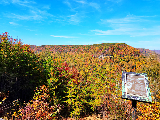 Fall's paintbrush transforms the Cumberland Plateau into a masterpiece that makes even amateur photographers look like National Geographic contributors.