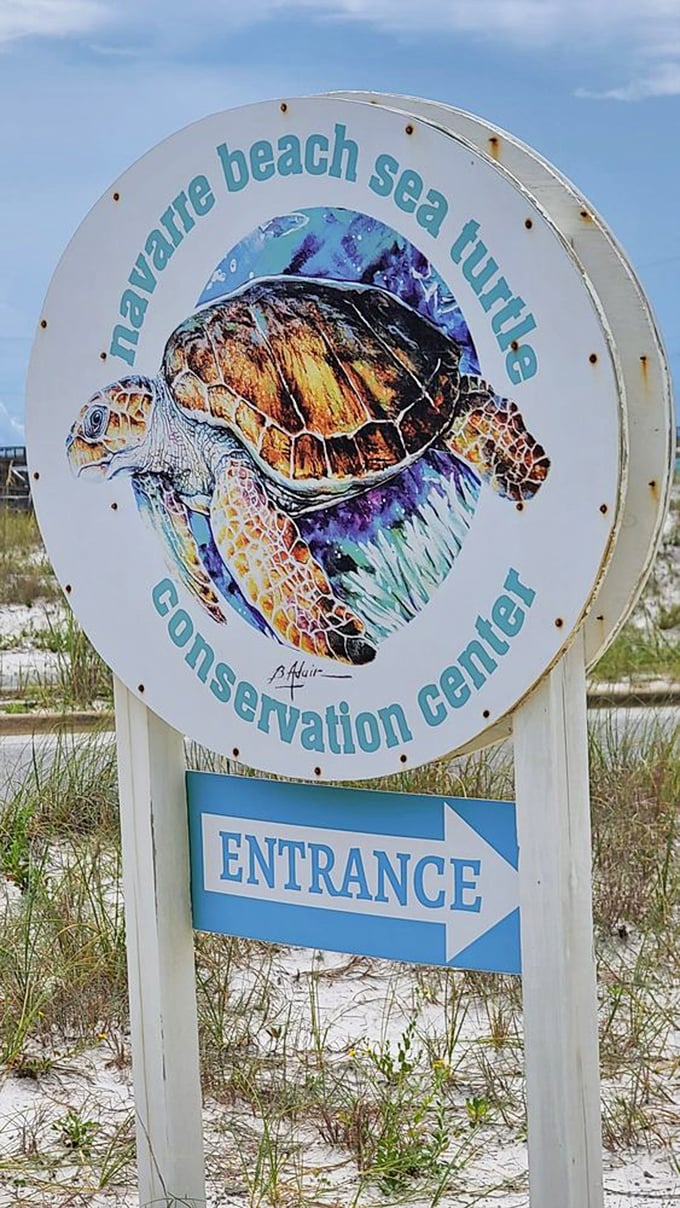 Conservation with a view: Where protecting sea turtles becomes a family adventure rather than just another science lesson.