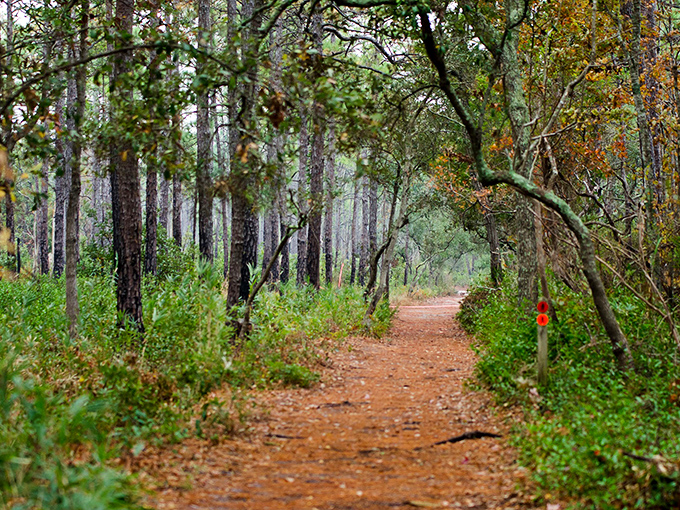 The maritime forest trail offers a shady respite from sun-soaked beaches&mdash;nature's air conditioning with a side of birdsong.