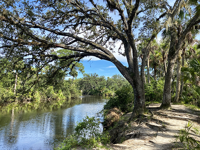 The Oxbow Eco-Center's tranquil waterways reveal Florida's natural beauty, a reminder that the best attractions often come with the smallest price tags.