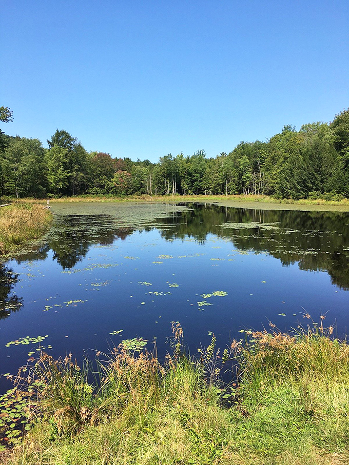 The serene pond reflects surrounding trees like nature's own mirror, creating perfect moments of tranquil beauty.