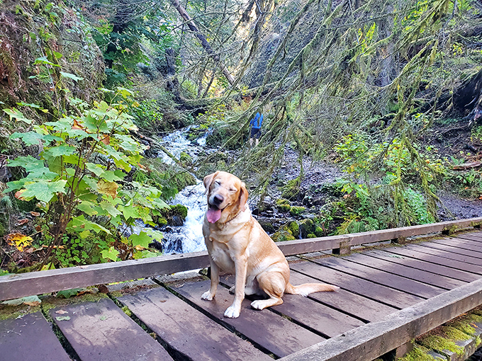 Even four-legged hikers pause to appreciate the scenery, proving that the appreciation of natural beauty transcends species.