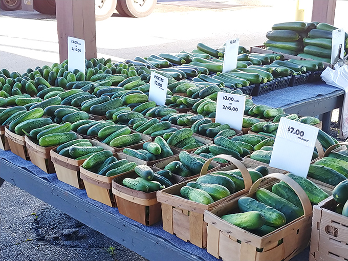 Cucumber abundance! These green gems wait patiently in their baskets, ready to become pickles, salads, or the perfect sandwich companion.