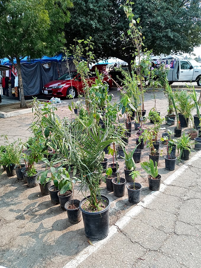 Green thumbs rejoice! Plant adoption center where leafy orphans find forever homes and garden dreams take root in humble plastic pots.