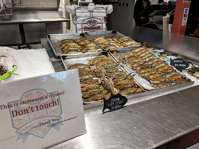 "This is someone's dinner. Don't touch!" The sign is unnecessary &ndash; these gorgeous soft shells speak for themselves as the ultimate Maryland delicacy.