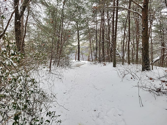 Winter transforms familiar trails into mysterious wonderlands. Snow muffles footsteps, creating the rarest sound in modern life: silence.