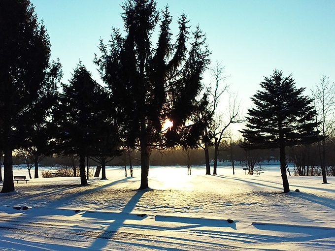 Winter's golden hour casts long shadows across the snow, turning ordinary evergreens into nature's cathedral spires.