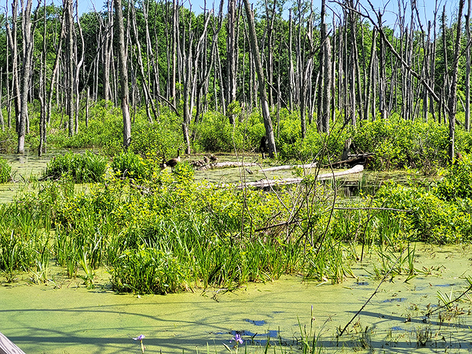 Nature's laboratory at work. This wetland area hosts a complex dance of life, from microscopic organisms to the ghostly trees standing sentinel above the water.