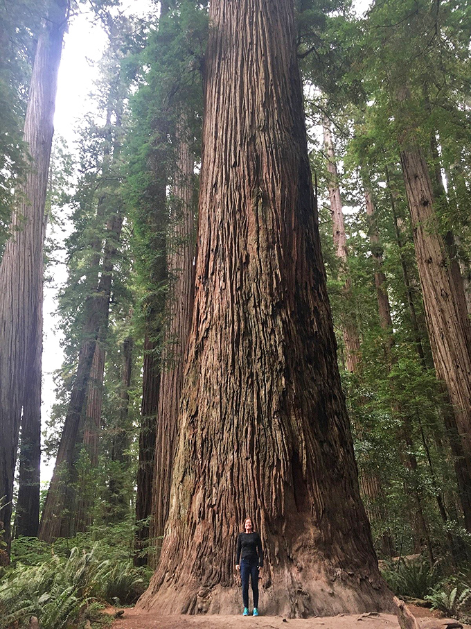 Standing beside these ancient redwoods makes your existential crisis seem appropriately sized – we're all just passing through their timeline.