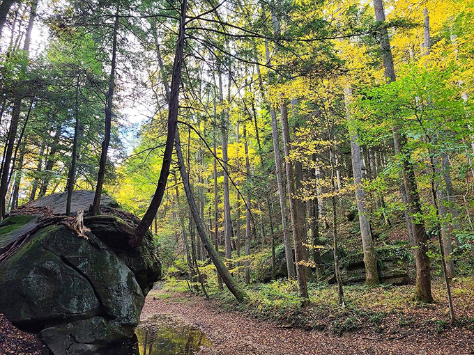 Autumn paints Hocking Hills in shades that would make Bob Ross reach for his palette. The forest floor becomes a crunchy carpet of gold.