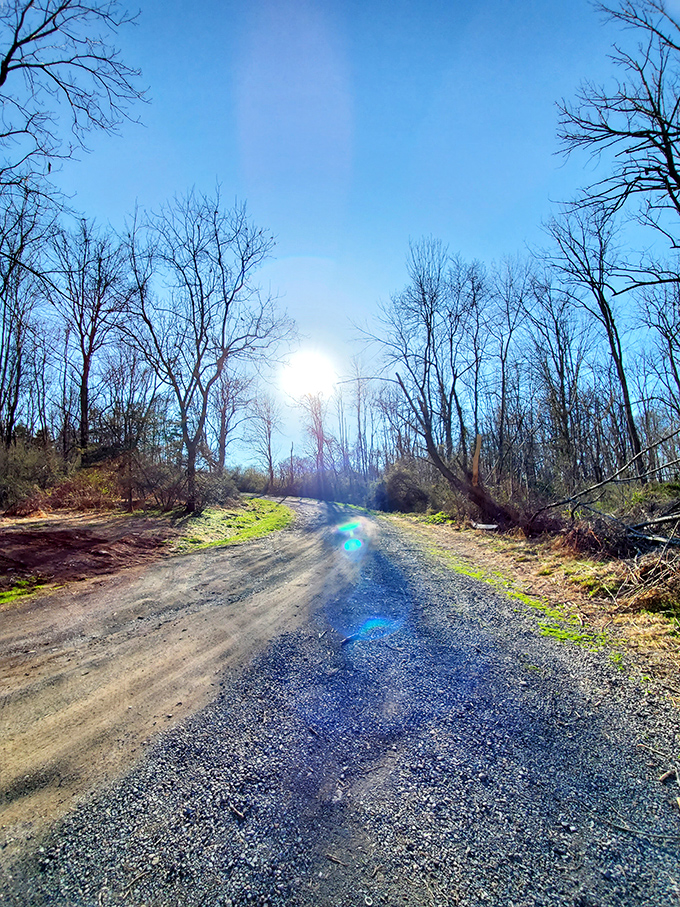 The road less traveled beckons. Nockamixon's network of trails offers journeys through sun-dappled forests where everyday worries seem to dissolve with each step.