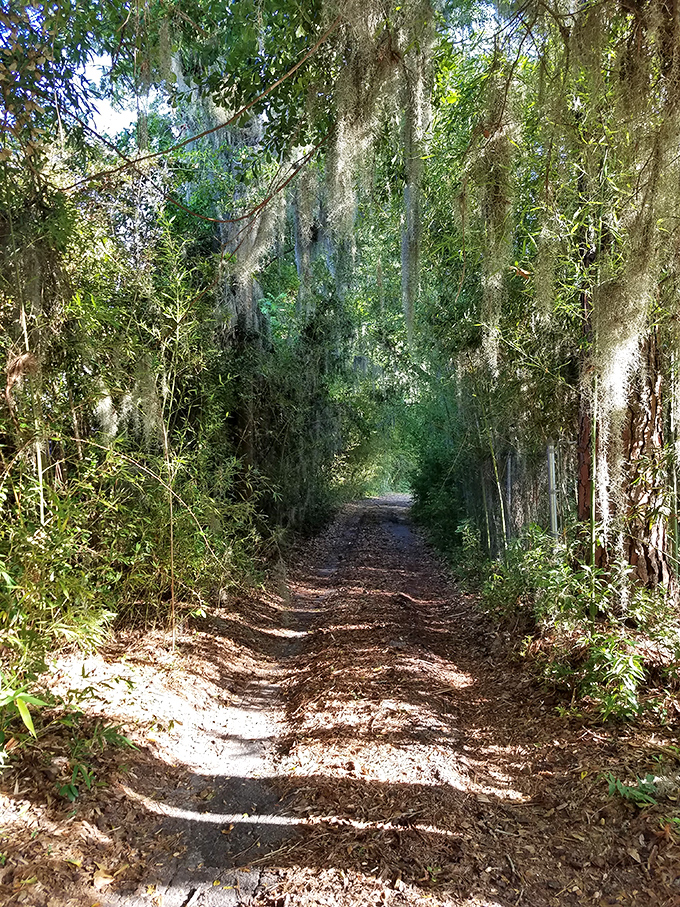 Sunlight dapples through Spanish moss on this trail, creating nature's version of a disco ball effect without the loud music.
