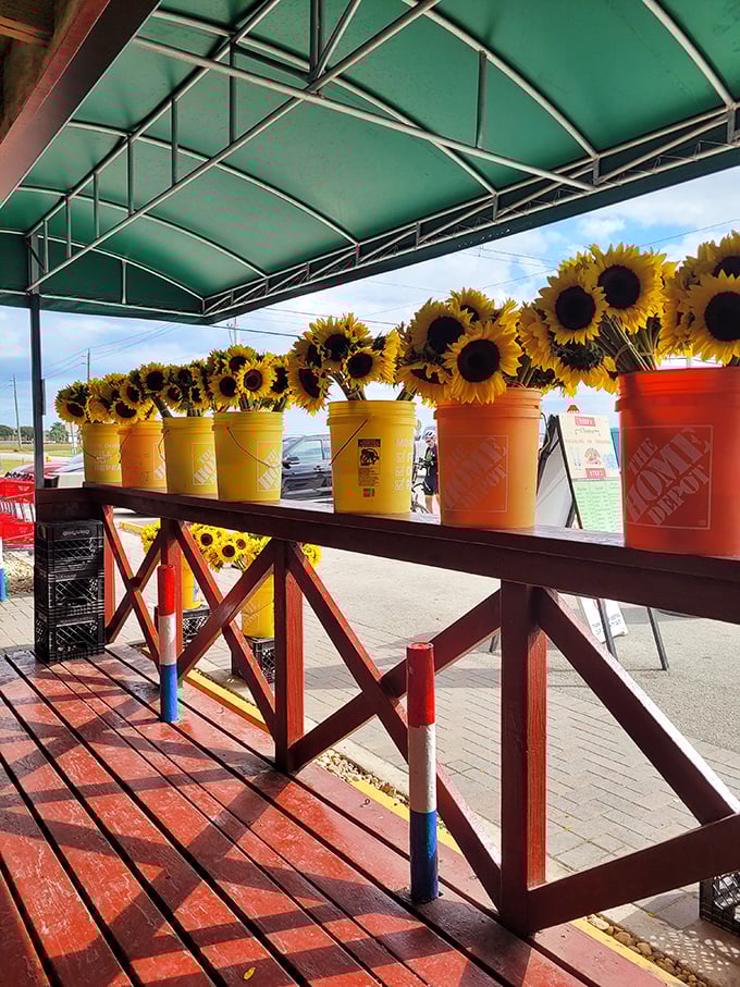Sunflowers standing at attention in their Home Depot honor guard. Nature's happiest blooms bringing sunshine even on cloudy Florida days.