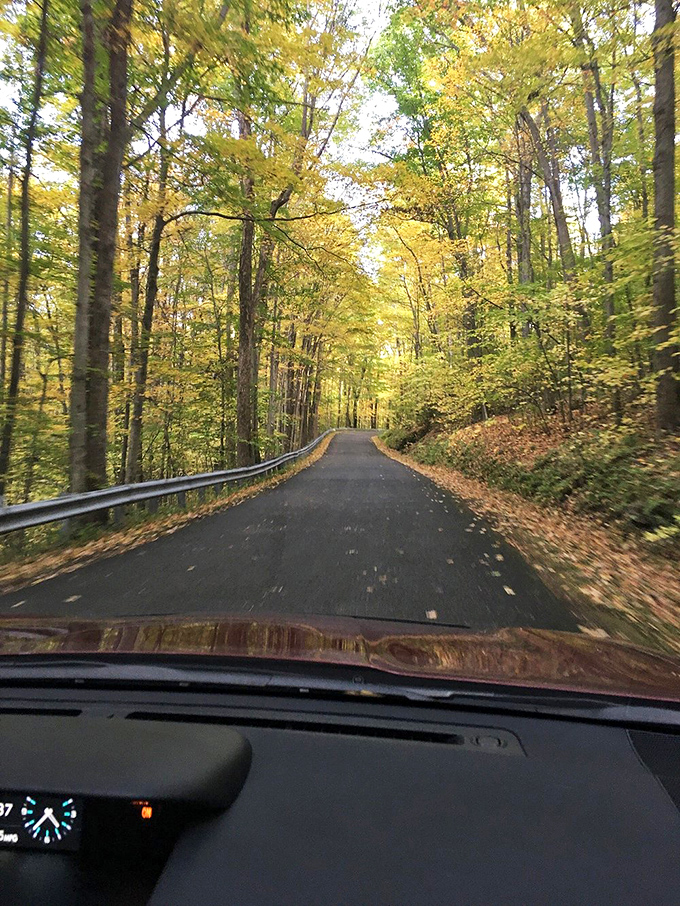 Autumn's golden tunnel invites you to drive through a painting. No museum could capture this masterpiece of seasonal transformation.