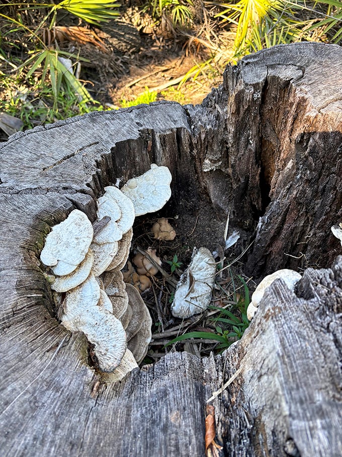 Nature's artistry displayed in delicate fungi. Even in decay, Myakka creates beauty that no designer could replicate.