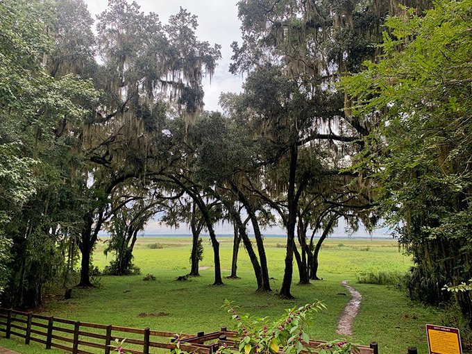 Spanish moss drapes these oaks like nature's own curtains, framing views of endless golden grasslands.