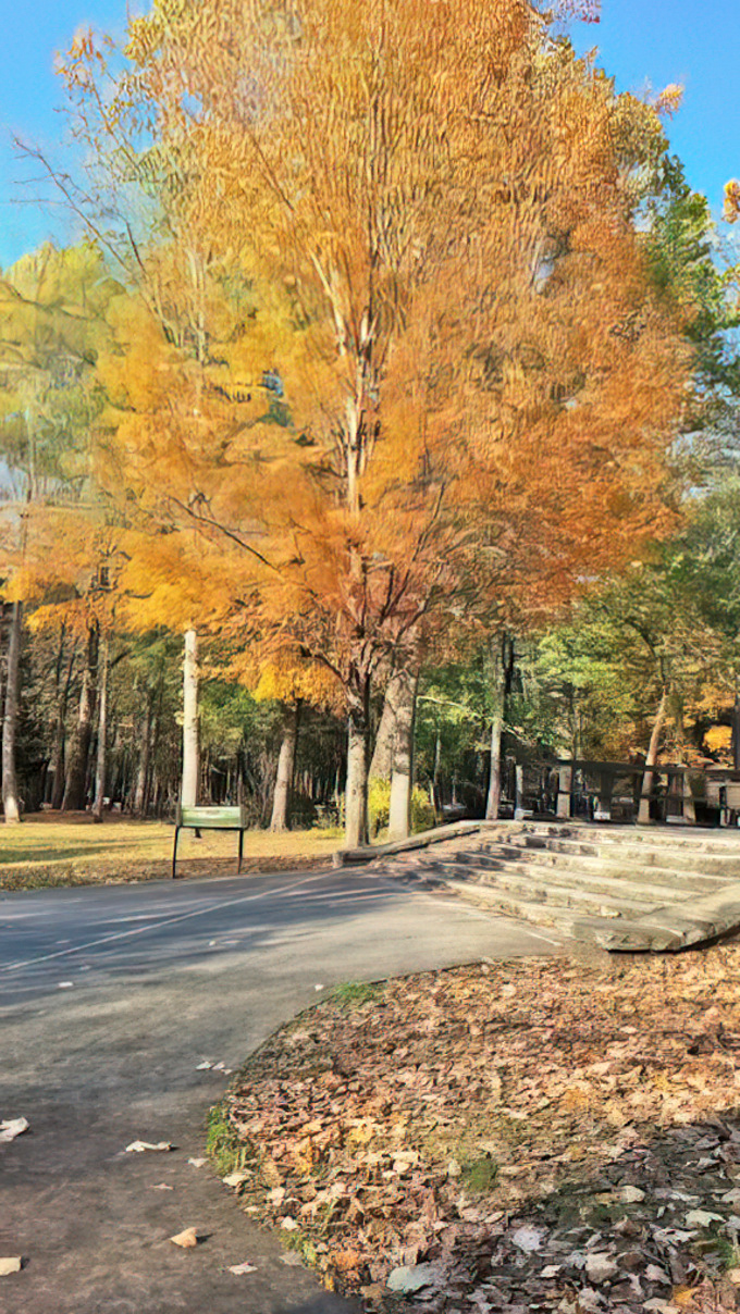 Autumn fashion show where trees dress in their finest golden attire. This maple deserves a standing ovation and possibly its own Instagram account.