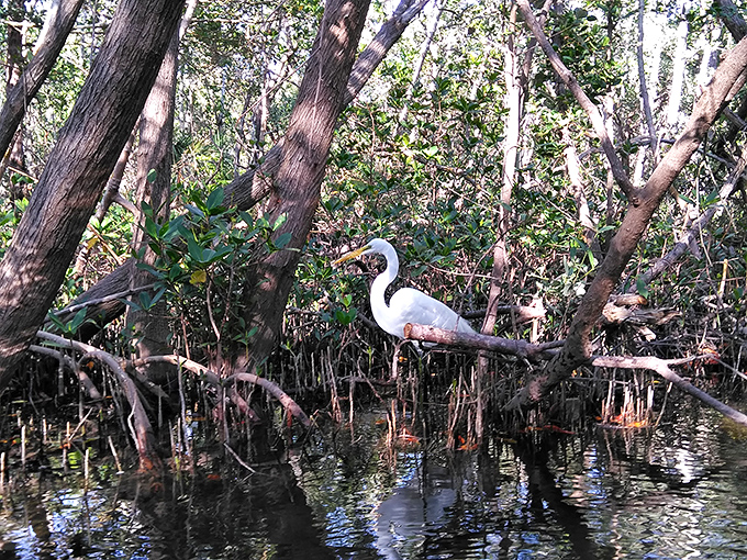 White egret striking a pose worthy of a Florida tourism brochure. This elegant bird didn't even charge a modeling fee for this perfect shot.