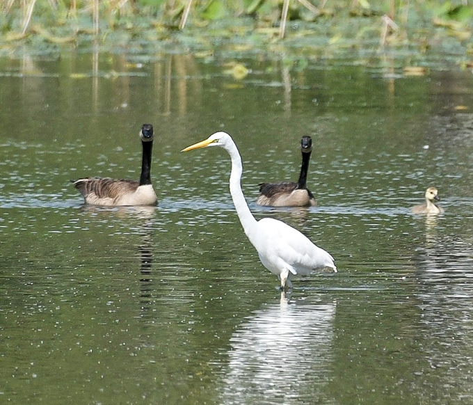 The manor's pond residents&mdash;elegant herons and Canadian geese&mdash;provide nature's version of dinner theater during your stay.