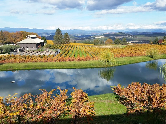 Autumn's golden touch transforms vineyards into a patchwork quilt of amber and crimson. Even the pond can't resist reflecting this seasonal masterpiece.