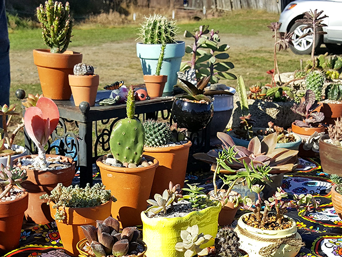 Succulent gardens offer living treasures for those who prefer their finds to actually grow rather than just collect dust beautifully.