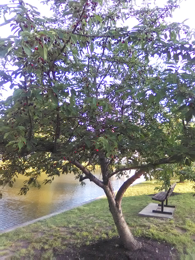 This cherry tree offers both shade and perspective. A reminder that the best things in life come with seasonal availability.