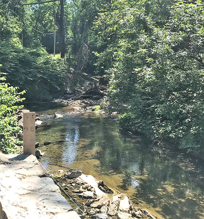 Crystal clear waters reflect the surrounding greenery, creating nature's mirror. This tranquil creek doesn't need Wi-Fi to create perfect connections.