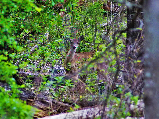 Local resident caught mid-brunch &ndash; this white-tailed deer reminds us we're just visitors in a wilderness that belongs to many.
