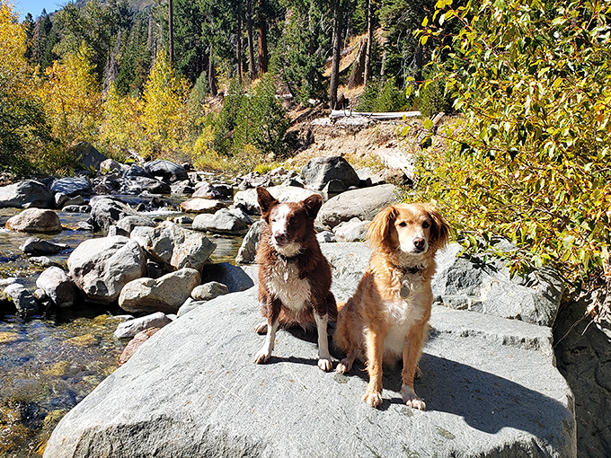 Vacation critics with four paws and wet noses. These furry travel companions found the perfect rock perch for their next holiday card photo.